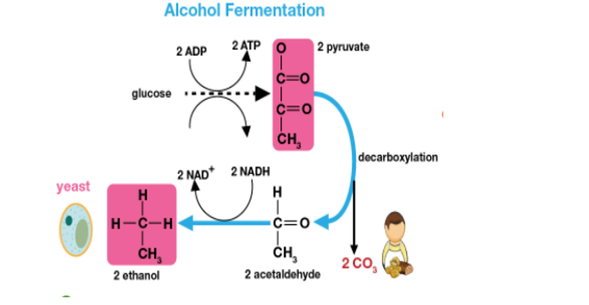 anaerobic respiration fermentation in biology: Definition, Types and Importance | AESL