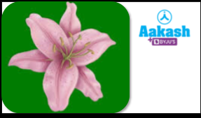 Angiosperms Meaning, Life Cycle & Classification | AESL