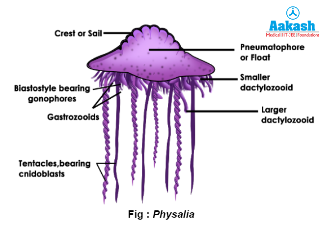 phylum coelenterata cnidaria in biology: Definition, Types and Importance | AESL