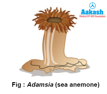 phylum coelenterata cnidaria in biology: Definition, Types and ...