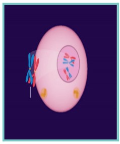 Differences between Mitosis & Meiosis, Overview | AESL