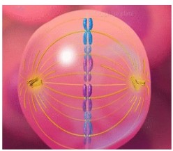 Differences between Mitosis & Meiosis, Overview | AESL