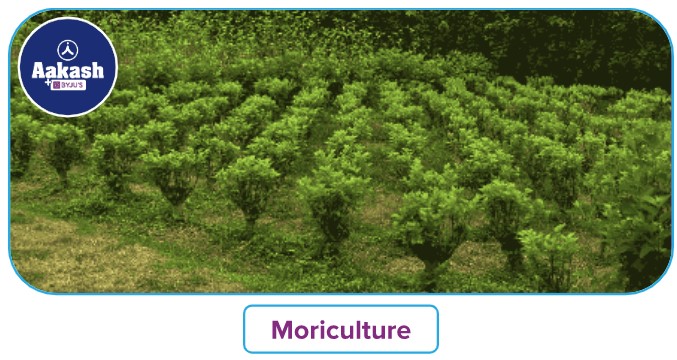 Sericulture-Rearing of Silkworm to Produce Silk in Chemistry ...