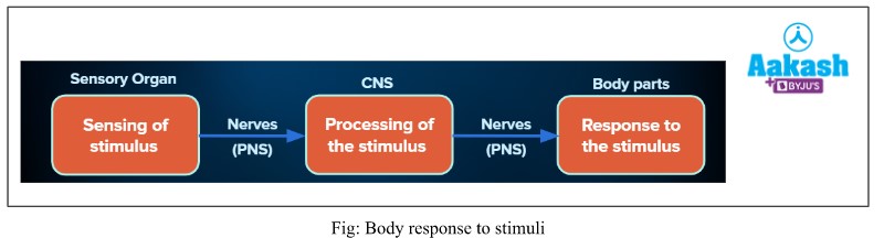 Overview of the Human Neural System in Biology: Definition, Types and ...