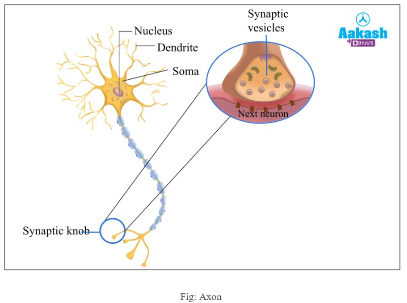 Overview of the Human Neural System in Biology: Definition, Types and ...