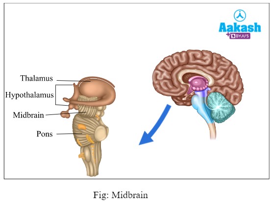 Overview of the Human Neural System in Biology: Definition, Types and ...