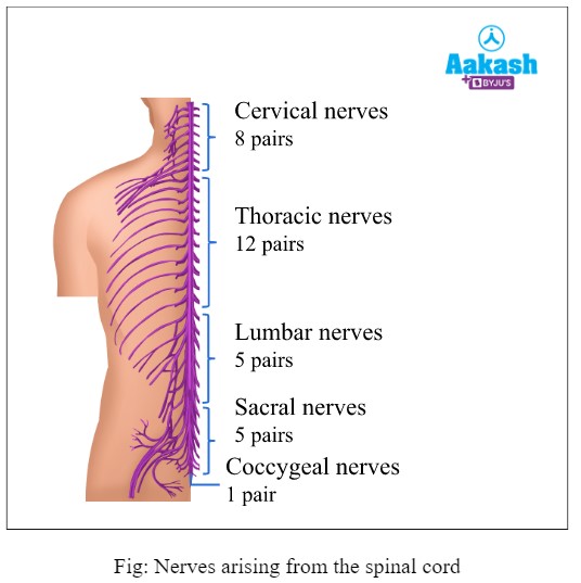 Overview of the Human Neural System in Biology: Definition, Types and ...