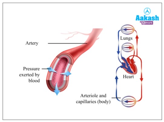 Blood Pressure: Definition, Measurement, Normal Range of Blood Pressure ...