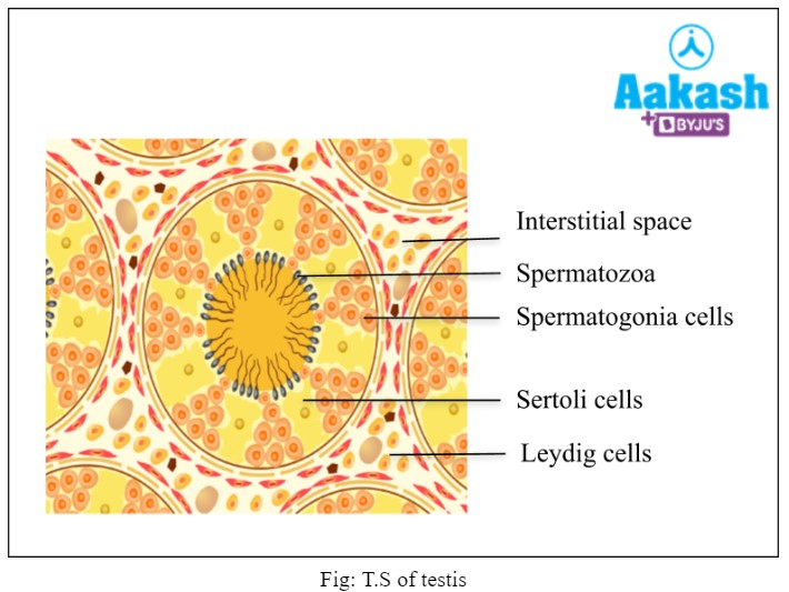 Testes: Male Reproductive System, Male Primary Sex Organ, Structure and ...