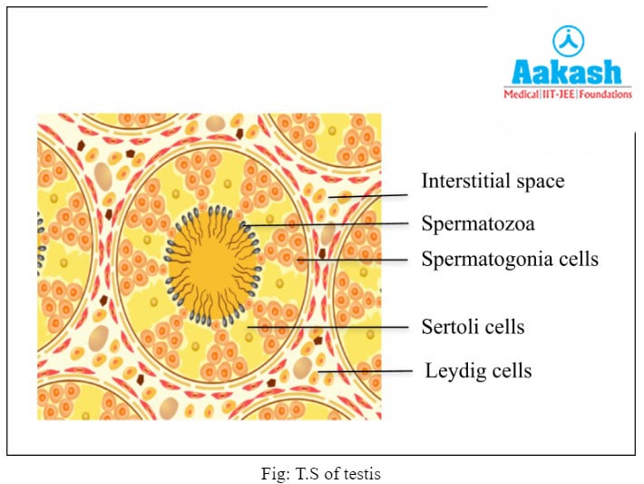 Testes: Male Reproductive System, Male Primary Sex Organ, Structure and ...