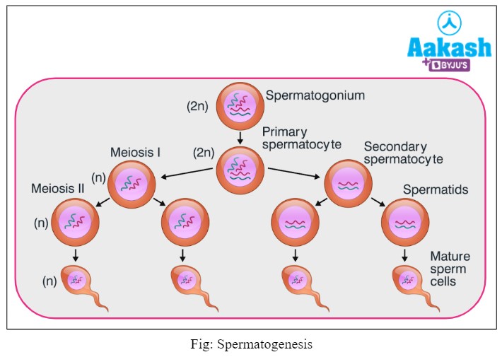 Testes: Male Reproductive System, Male Primary Sex Organ, Structure and ...