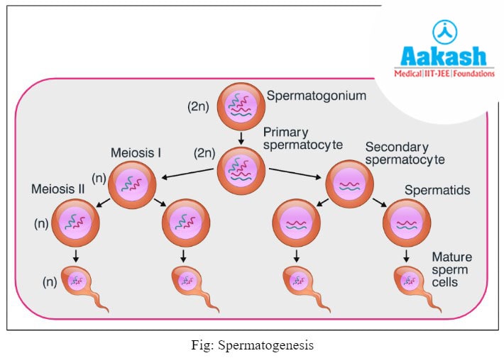 Testes: Male Reproductive System, Male Primary Sex Organ, Structure and ...