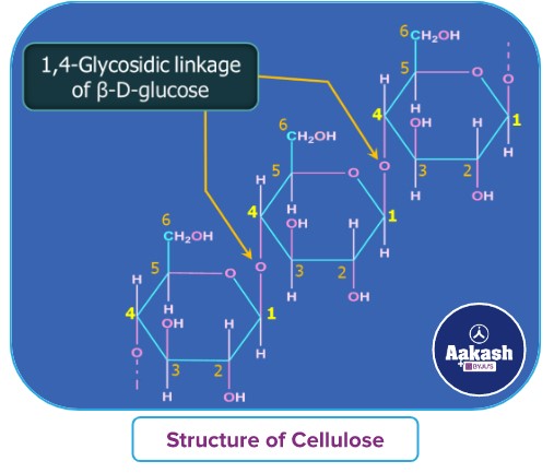 Polysaccharides Introduction Characteristics Classification Functions Practice Problems