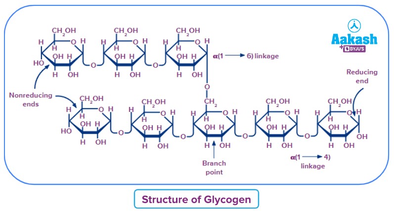 Polysaccharides Introduction Characteristics Classification Functions Practice Problems