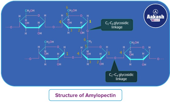 Polysaccharides – Introduction, Characteristics, Classification ...