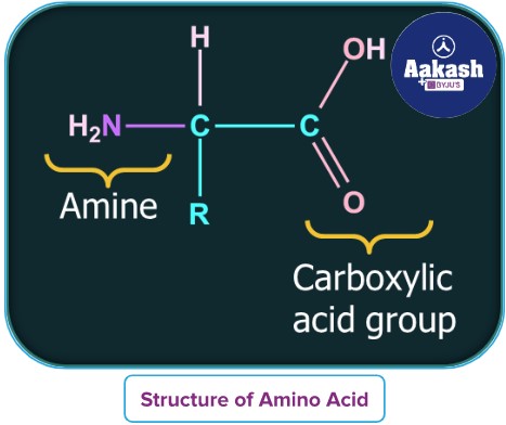 Classification Of Amino Acids Amino Acid Structure And Classifications