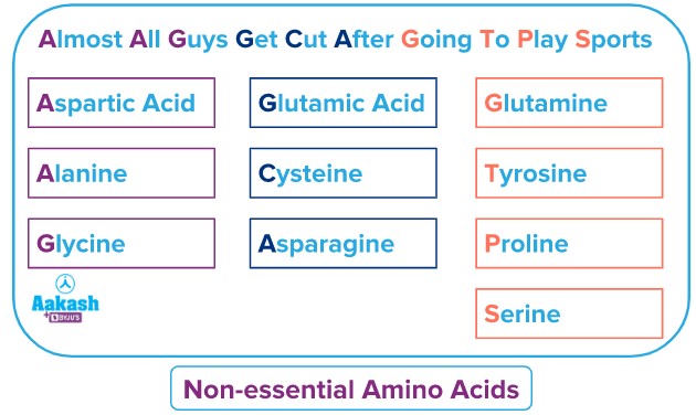 Properties of Amino Acids – Introduction, Classification, Functions ...