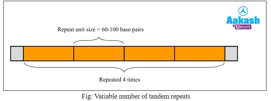 DNA fingerprinting: Steps and Applications, Practice Problems and FAQ’s ...