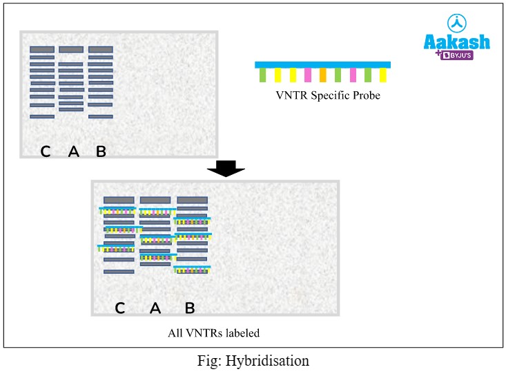 DNA fingerprinting: Steps and Applications, Practice Problems and FAQ’s ...