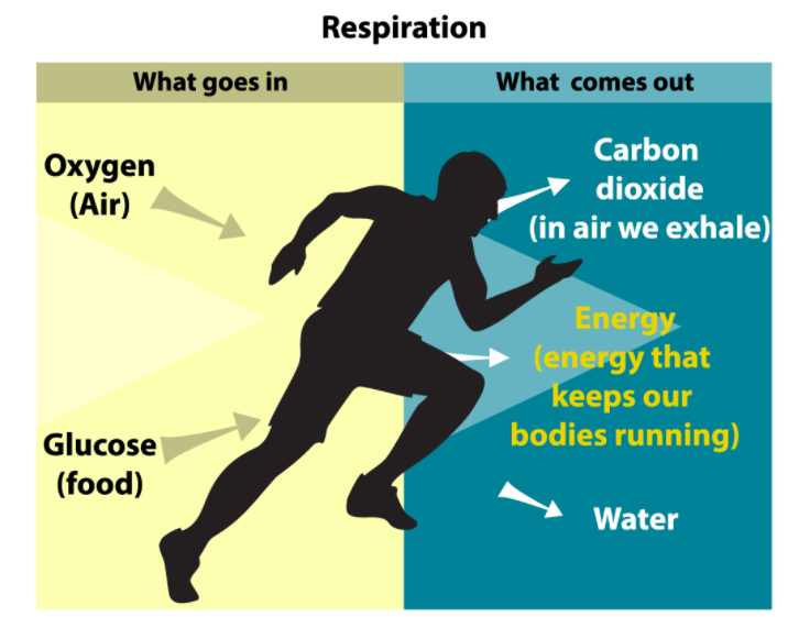 respiration and its types in biology: Definition, Types and Importance ...