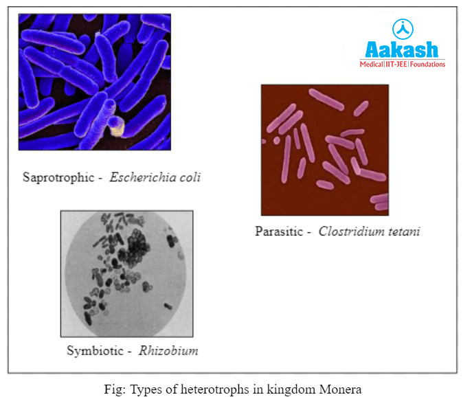 Monera: Definition, Characteristics, Classification & Bacteria | AESL