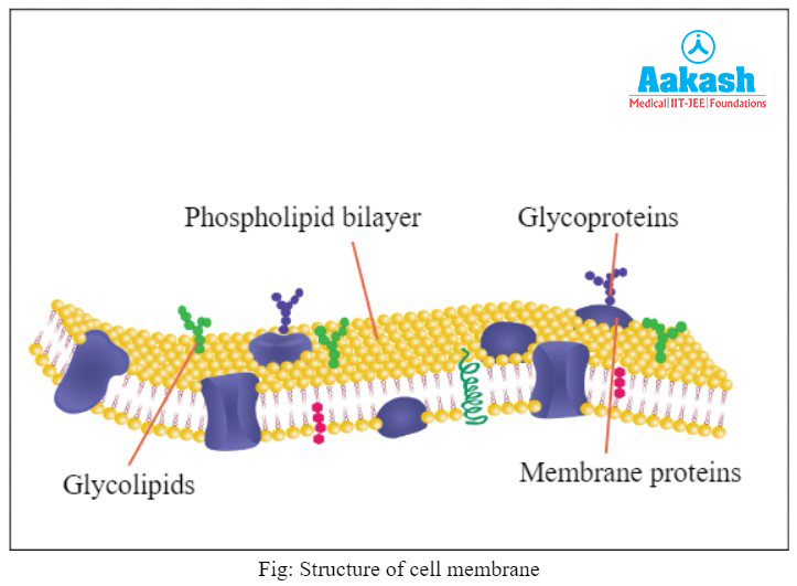 Monera: Definition, Characteristics, Classification & Bacteria | AESL