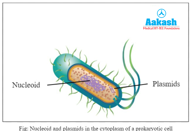 Monera: Definition, Characteristics, Classification & Bacteria | AESL