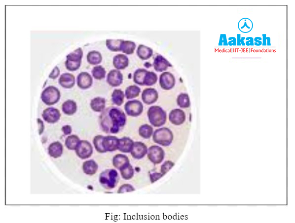 Monera: Definition, Characteristics, Classification & Bacteria | AESL