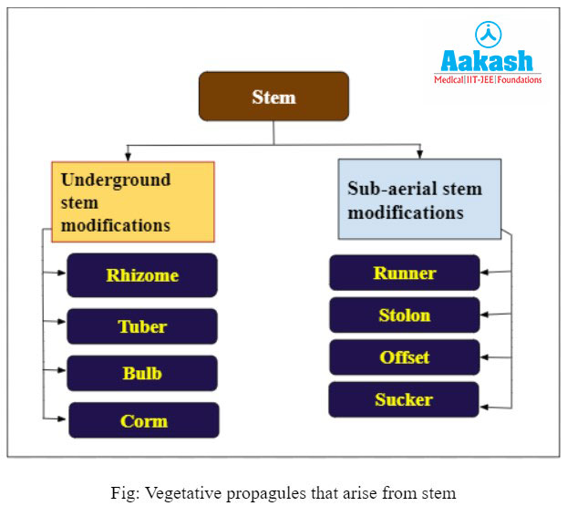 Vegetative Propagation: Definition, Advantages & Examples | AESL