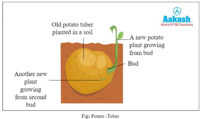 Vegetative Propagation: Definition, Advantages & Examples | AESL