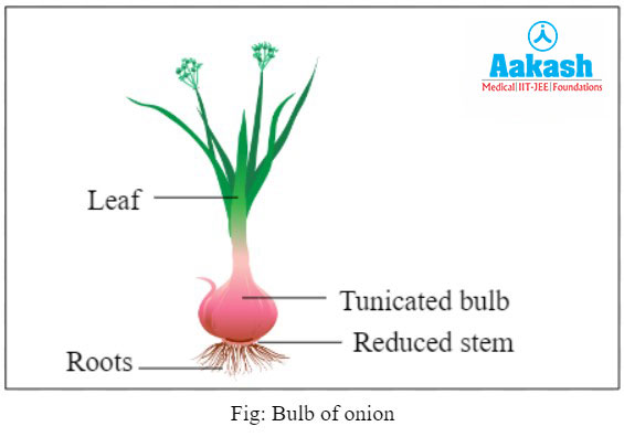 Vegetative Propagation: Definition, Advantages & Examples | AESL