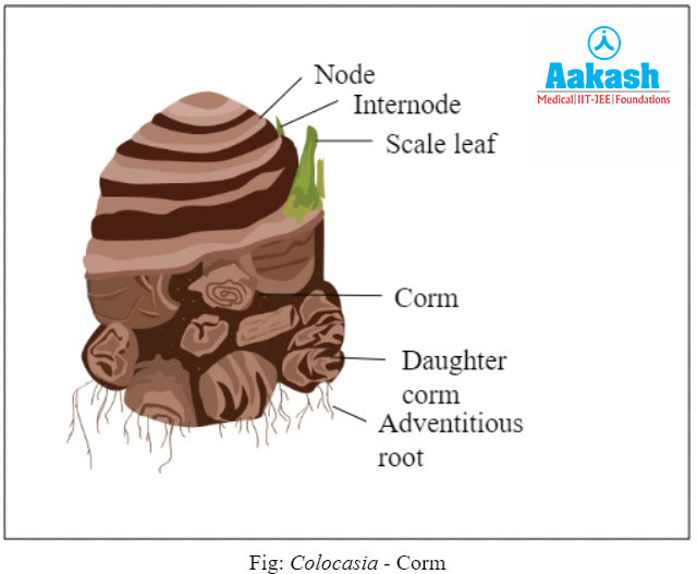 Vegetative Propagation: Definition, Advantages & Examples | AESL