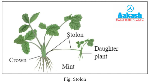 Runner Plant Examples