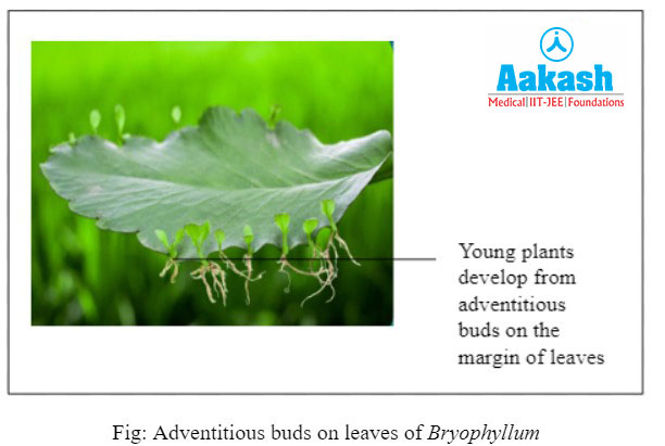 Vegetative Propagation: Definition, Advantages & Examples | AESL