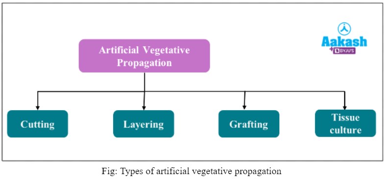 Vegetative Propagation: Definition, Advantages & Examples | AESL