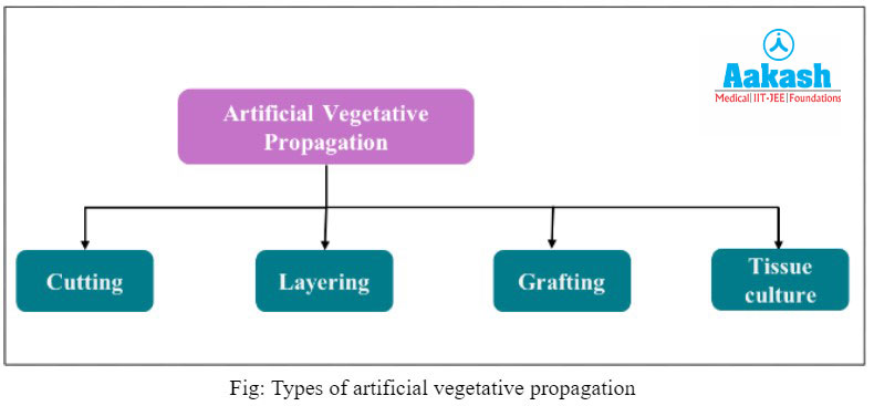 Vegetative Propagation: Definition, Advantages & Examples | AESL