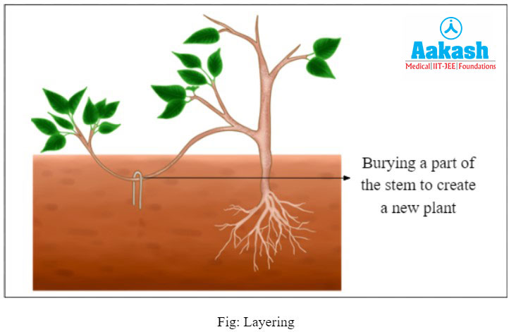 Vegetative Propagation: Definition, Advantages & Examples | AESL