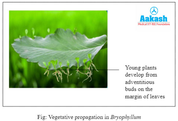 Vegetative Propagation: Definition, Advantages & Examples | AESL