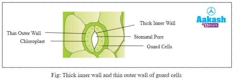 Transpiration: Definition, Types, Significance & Properties | AESL