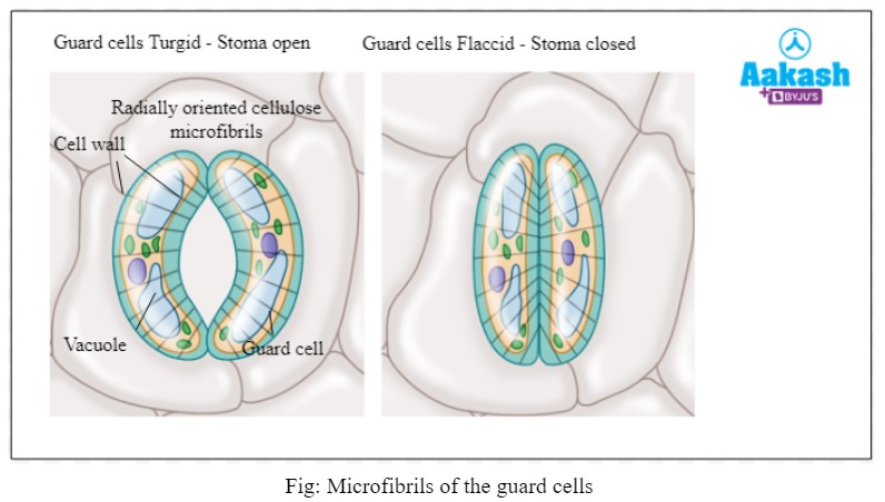 Transpiration: Definition, Types, Significance & Properties | AESL