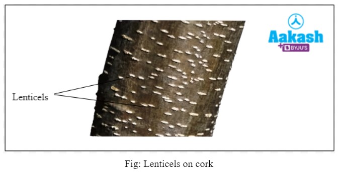Transpiration: Definition, Types, Significance & Properties | AESL