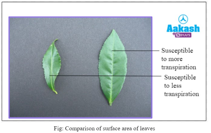 Transpiration: Definition, Types, Significance & Properties | AESL