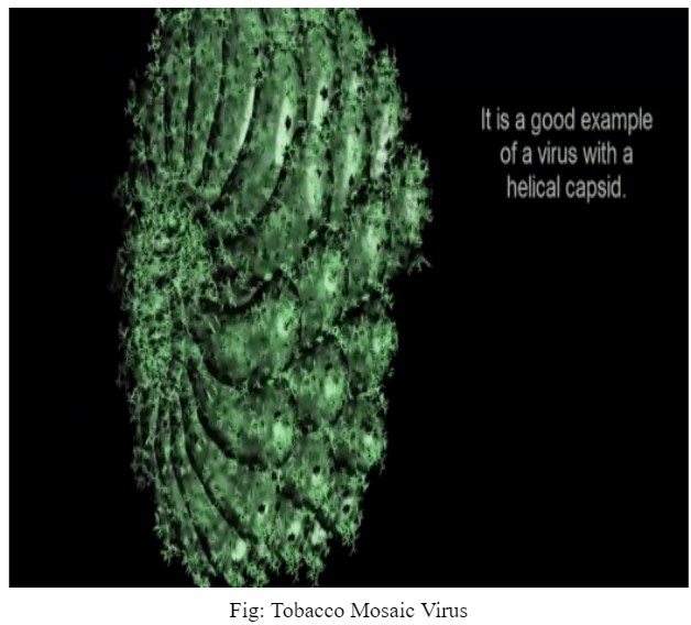 Virus: Structure, Classification, Characteristics & Discovery | AESL