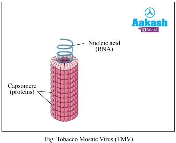 Virus: Structure, Classification, Characteristics & Discovery | AESL