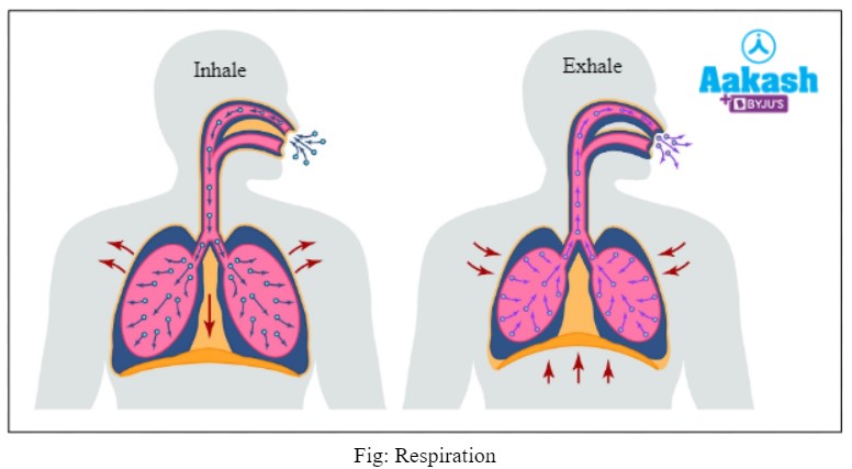 Diaphragm: Meaning, Function & Structure | AESL