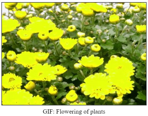 Photoperiodism: Meaning, Mechanism, induction & Types | AESL