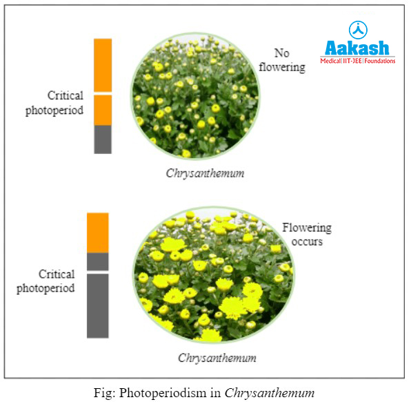 Photoperiodism: Meaning, Mechanism, induction & Types | AESL