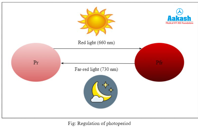 Photoperiodism: Meaning, Mechanism, induction & Types | AESL