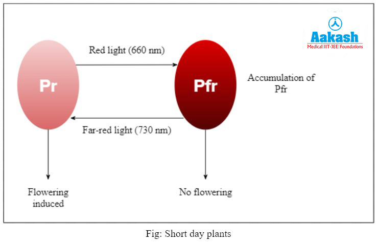 Photoperiodism: Meaning, Mechanism, induction & Types | AESL