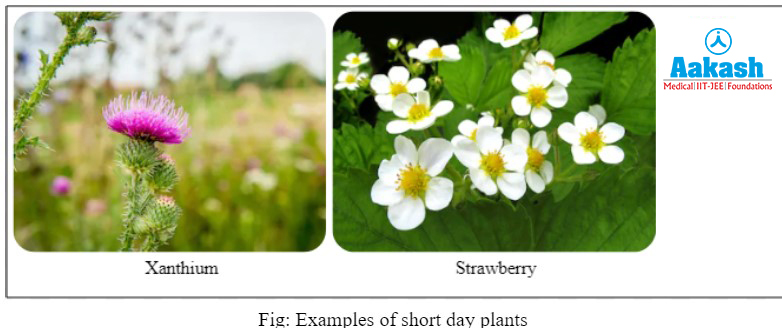 Photoperiodism: Meaning, Mechanism, induction & Types | AESL